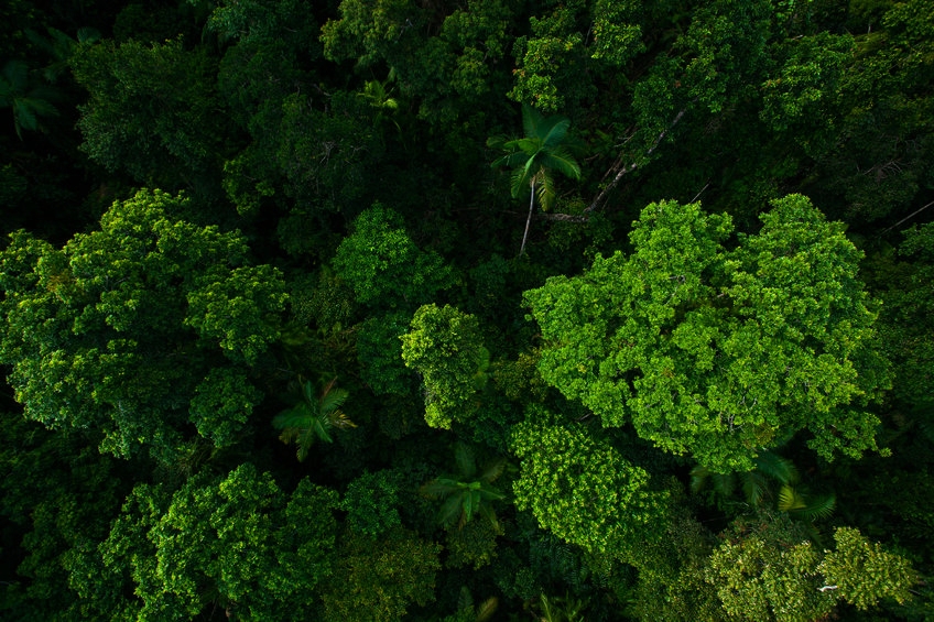 Protecting the Palawan Rainforest in Philippines_cases-HUAWEI CLOUD